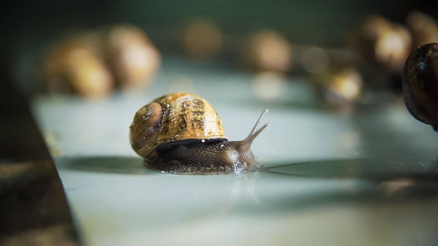 Snail Farm Experience | experitour.com