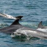 Dolphins On A Rib In Lagos | experitour.com