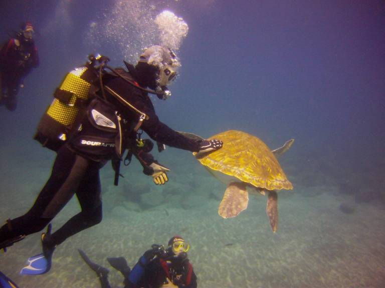Padi Course - Fish Identification - Tenerife | experitour.com