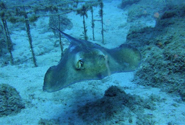 Padi Course - Fish Identification - Tenerife | experitour.com