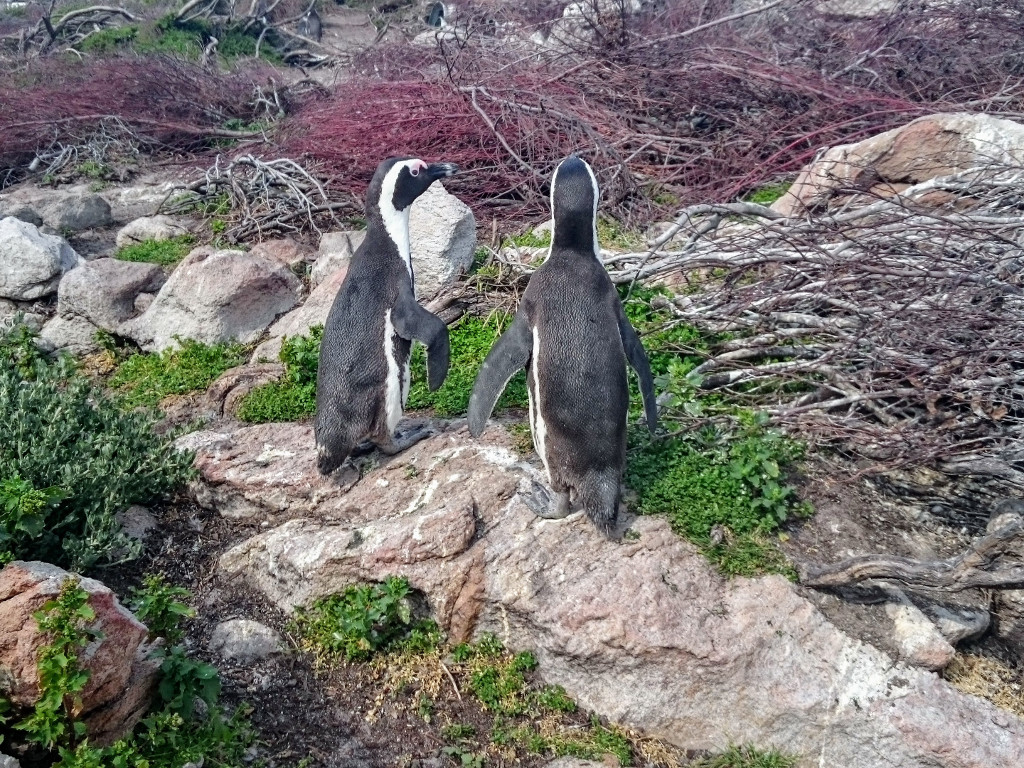Whale Watching Tour From Hermanus - South Africa | experitour.com