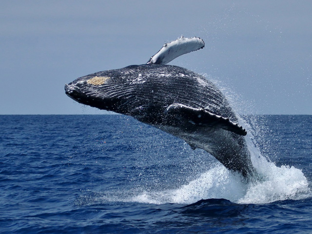 Whale Watching Tour From Hermanus - South Africa | experitour.com