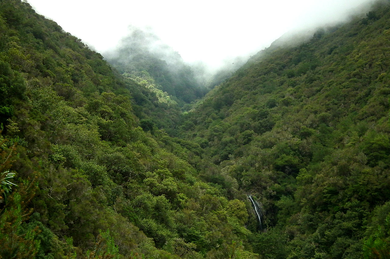 Floresta Laurissilva da Madeira Top Tours and Tips | experitour.com