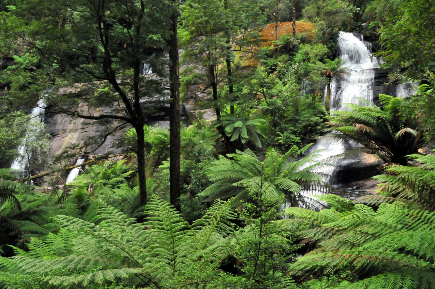 Otway Ranges Victoria Australia Top Tours and Tips | experitour.com
