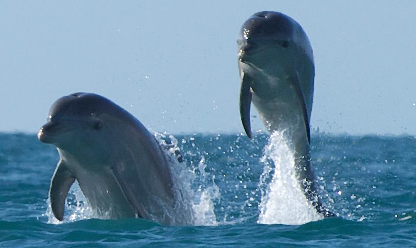 3 Hour Dolphin And Seal Sightsee (Combined With 3 Hour Swim Tour ...