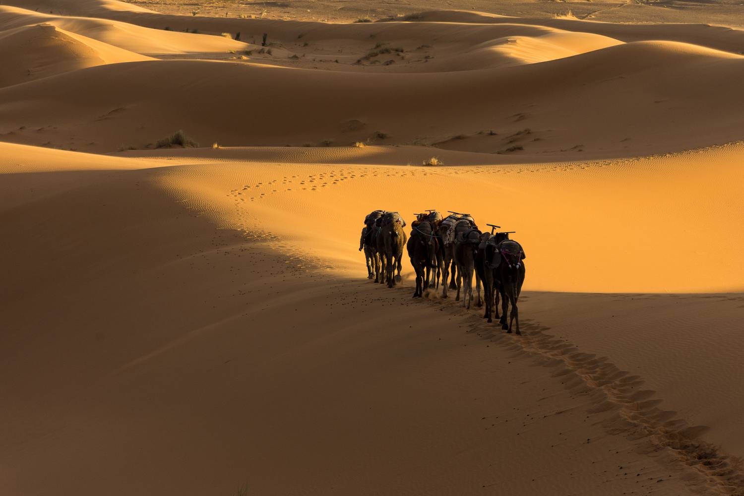 Safari Fotográfico A Marrocos: Deserto Do Sahara E Marrakech ...