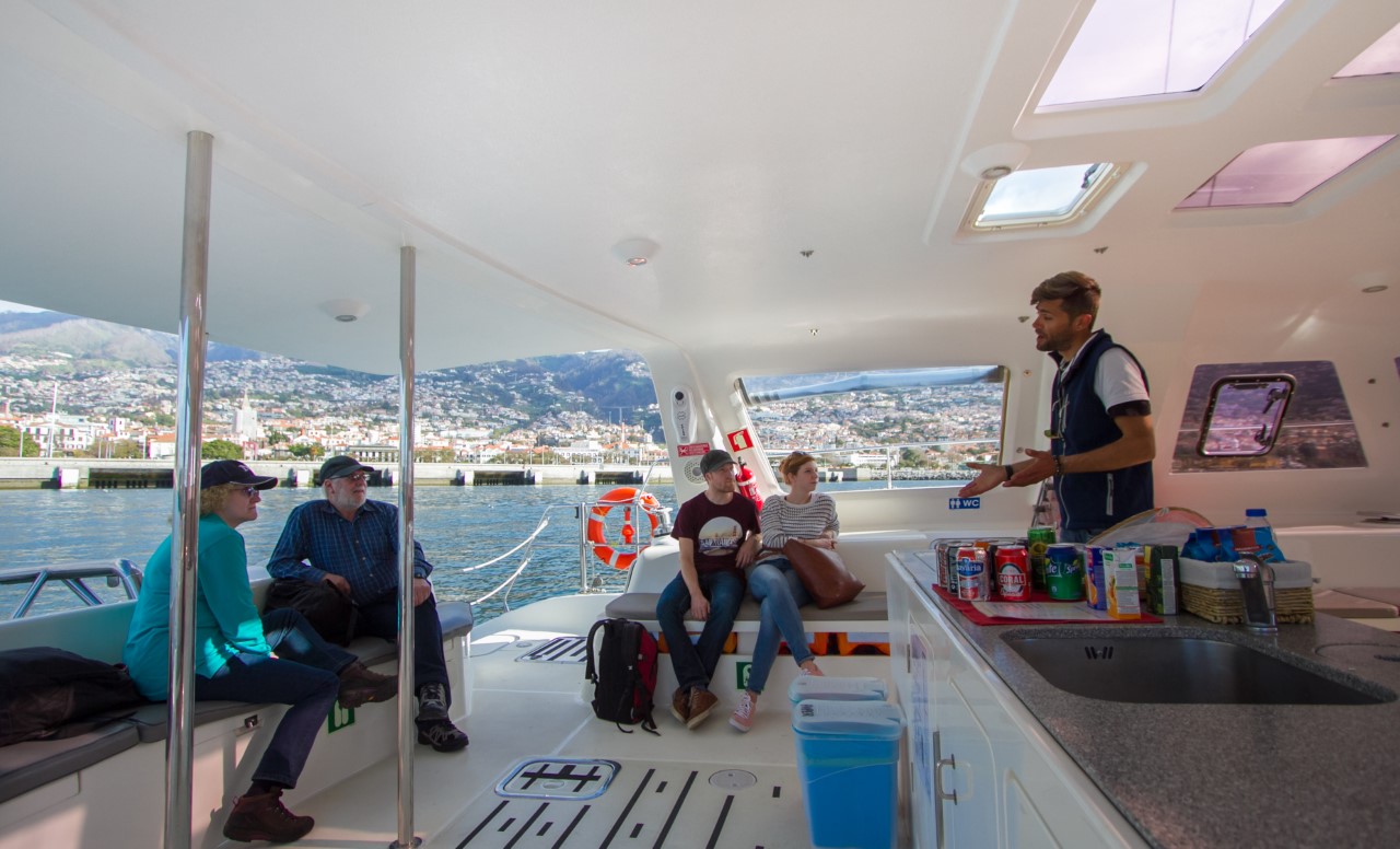 Dolphin & Whale Watching On A Luxurious Catamaran – Summer - Afternoon ...