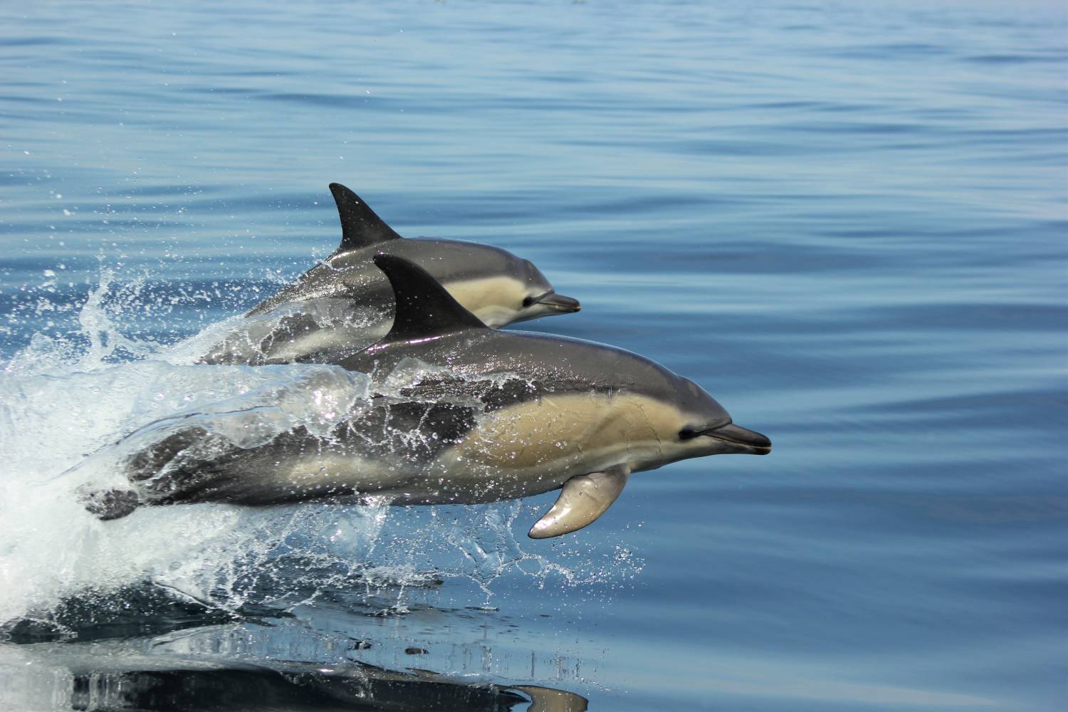 Avistamiento De Delfines En Bote En Sagres | experitour.com