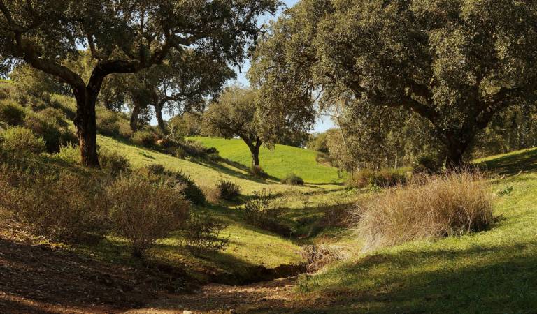 Montado Route - Redondo - Alentejo | experitour.com