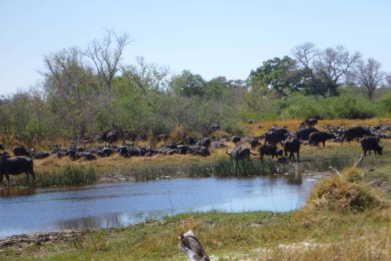 The Only Inland Delta In Africa, Okavango Delta 5 Nights 6 Days Luxury ...