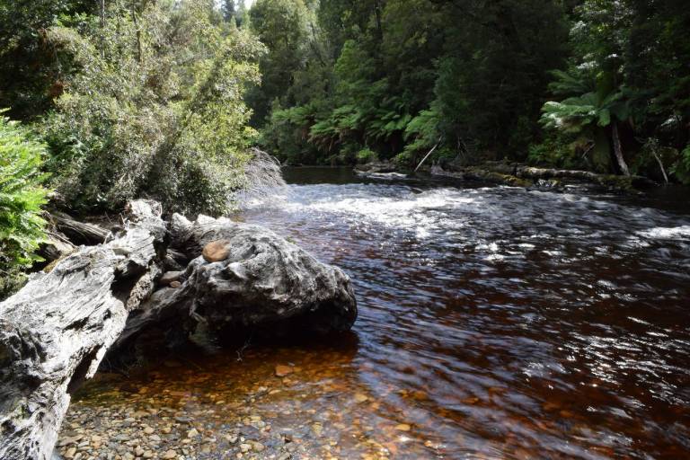 From Hobart: Excursion To Mount Field National Park And Styx River ...