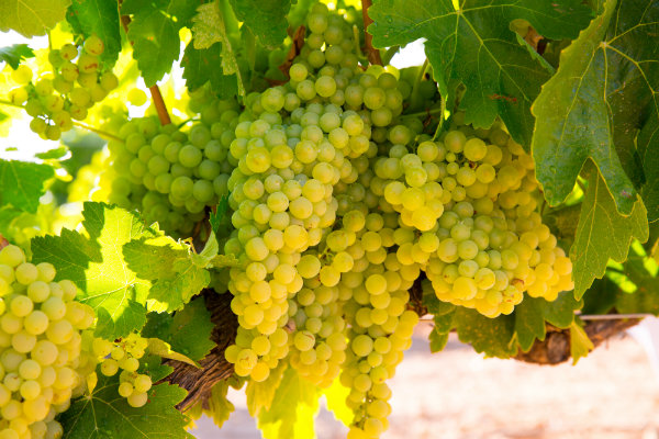 Chablis Vine Tour 1-3 People Sedan | experitour.com