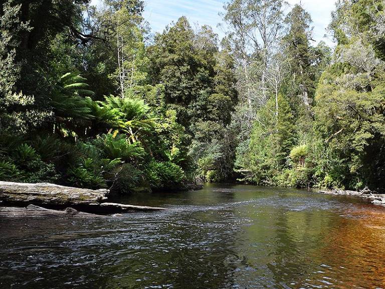 From Hobart: Excursion To Mount Field National Park And Styx River ...