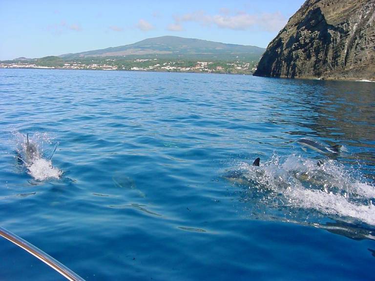 Swimming With Dolphins In Island Of Terceira, Azores | experitour.com