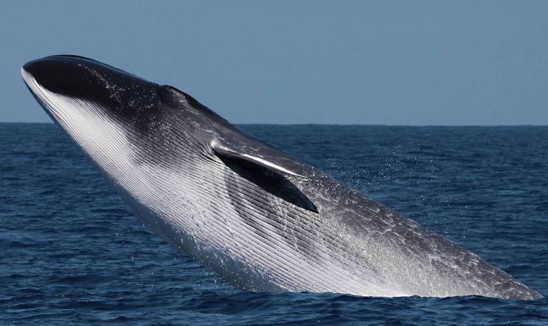 Terceira Island: 3-Hour Dolphin & Whale Watching Boat Tour In Azores ...