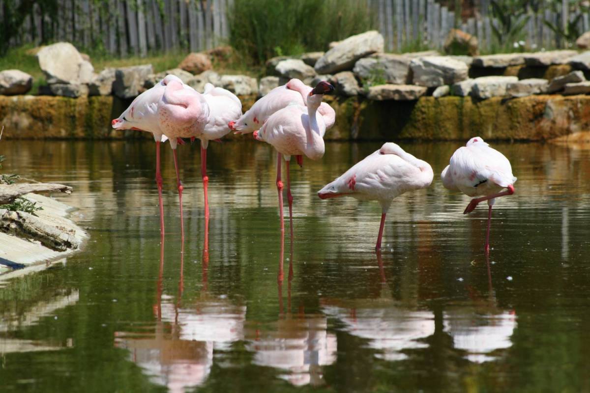 Badoca Safari Park | experitour.com