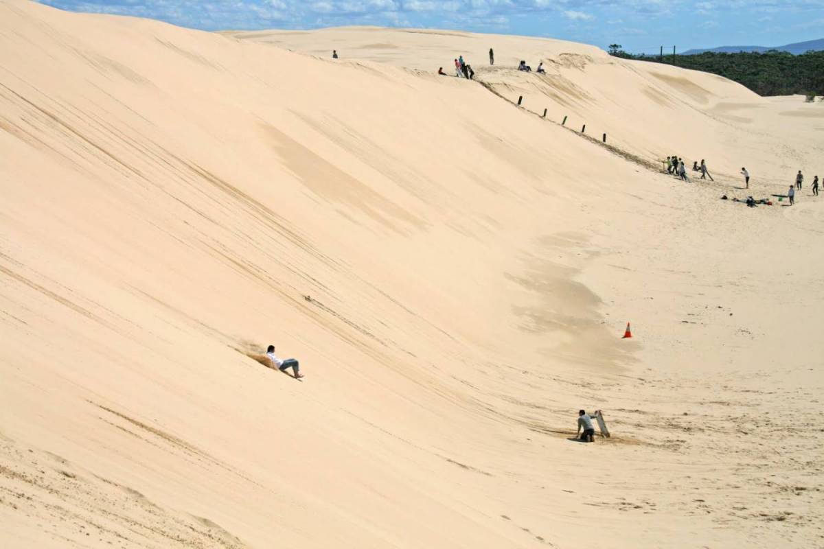 Port Stephens Dolphin Watch, Australian Reptile Park, 4Wd & Sand ...