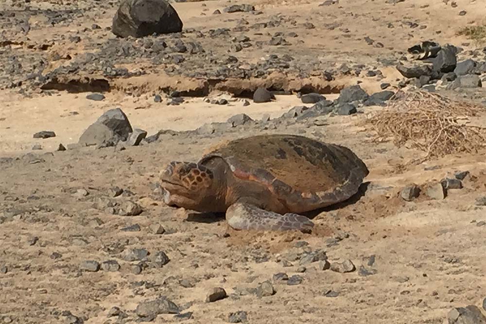Turtle Walks, Cape Verde | experitour.com