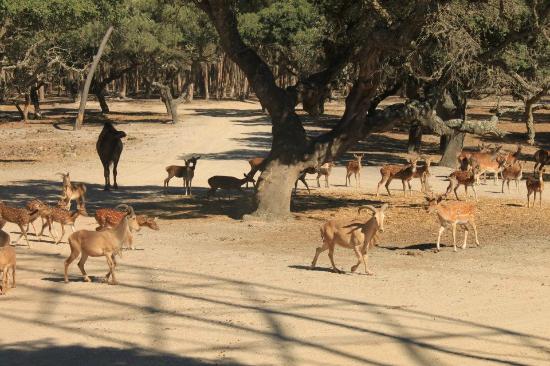 Badoca Safari Park | experitour.com