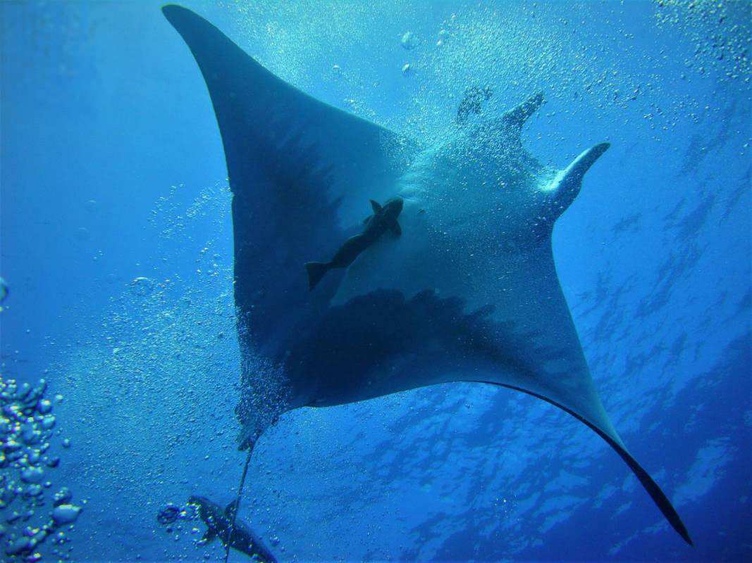 Double Scuba Diving In The Island Of São Miguel, Azores | experitour.com