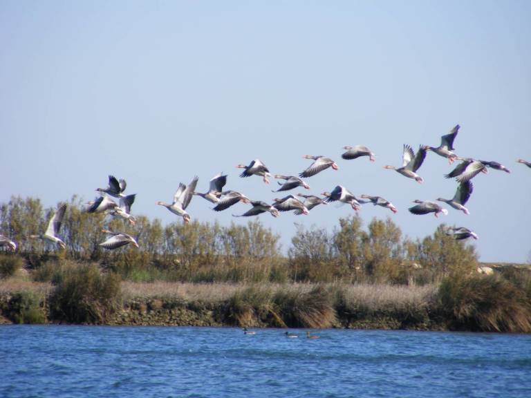 3 Horas De Observación De Aves En Un Paseo De Barco Por El Río Tajo ...