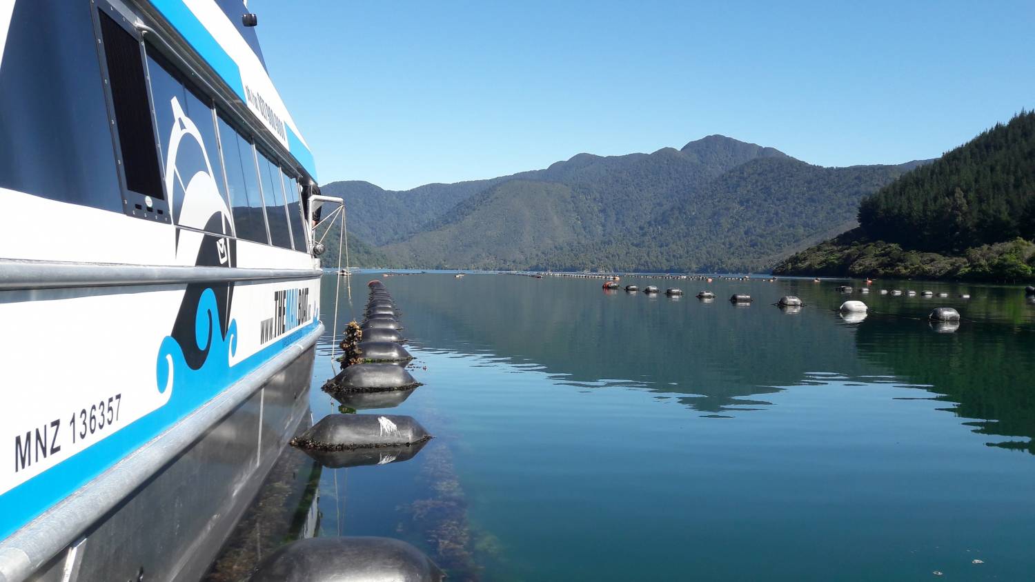 From Havelock: 6-Hour Cruise In Pelorus Sound | experitour.com