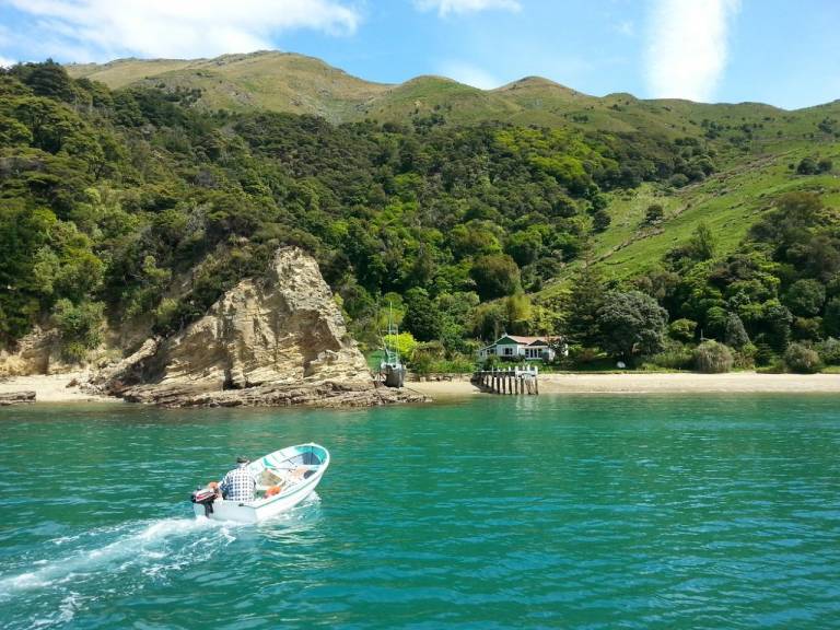 Von Havelock: 6-Stündige Bootsfahrt In Pelorus Sound | experitour.com