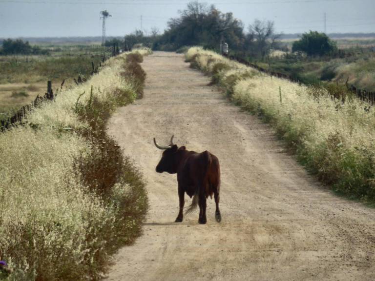 Donana National Park: Small Group Guided Day Tour From Seville By Jeep ...