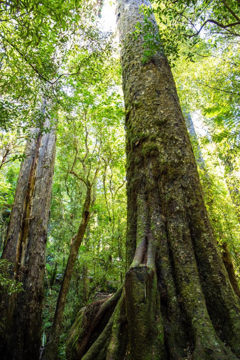 Tour In Lord Of The Rings Filming Locations From Wellington: Rivendell ...