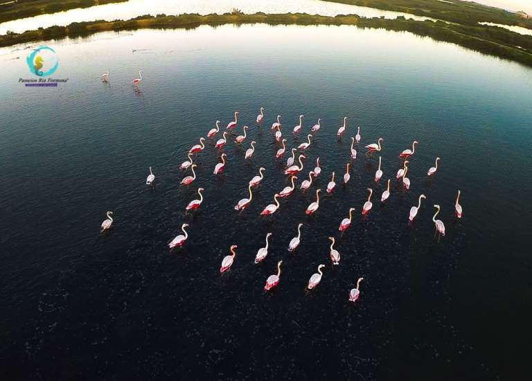 From Cabanas De Tavira: Boat Tour In The Flamingo Route In Ria Formosa ...