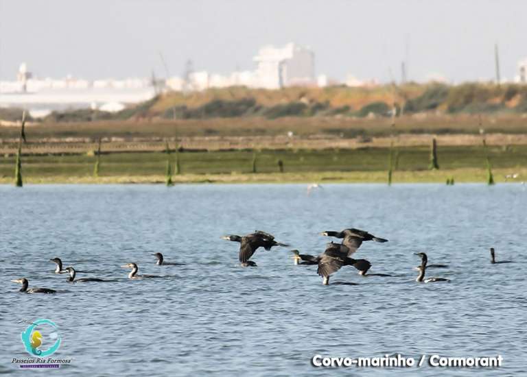 From Fuzeta Island: 2-Hour Bird Watching Boat Tour In Ria Formosa ...