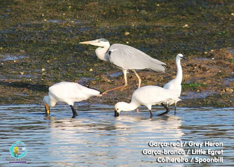 From Fuzeta Island: 2-Hour Bird Watching Boat Tour In Ria Formosa ...