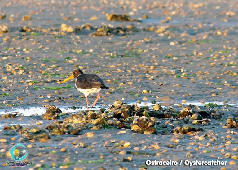 From Cabanas De Tavira: 2-Hour Bird Watching Boat Tour In Ria Formosa ...