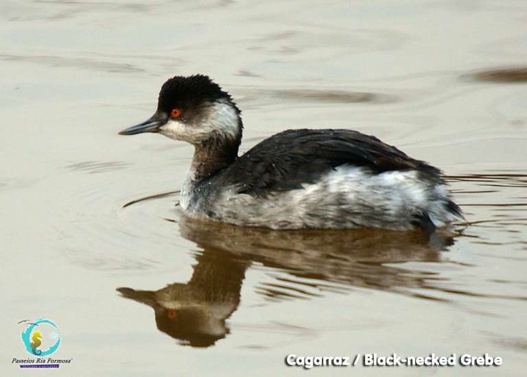 From Cabanas De Tavira: 2-Hour Bird Watching Boat Tour In Ria Formosa ...