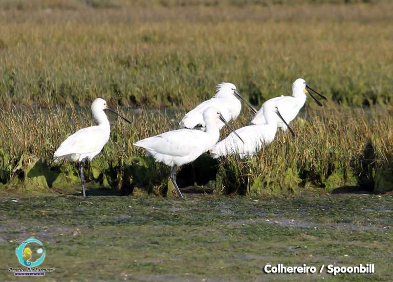 From Cabanas De Tavira: 2-Hour Bird Watching Boat Tour In Ria Formosa ...