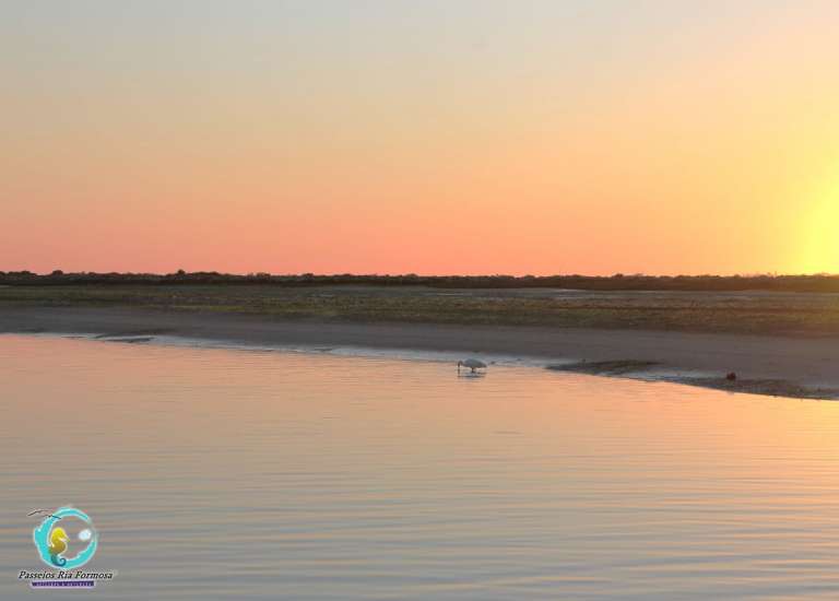 From Cabanas De Tavira: 2-Hour Bird Watching Boat Tour In Ria Formosa ...