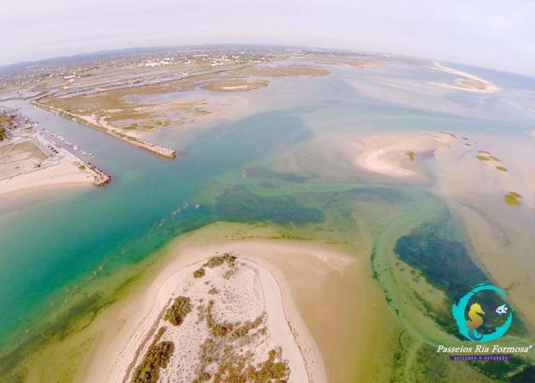 From Fuzeta Island: 2-Hour Bird Watching Boat Tour In Ria Formosa ...