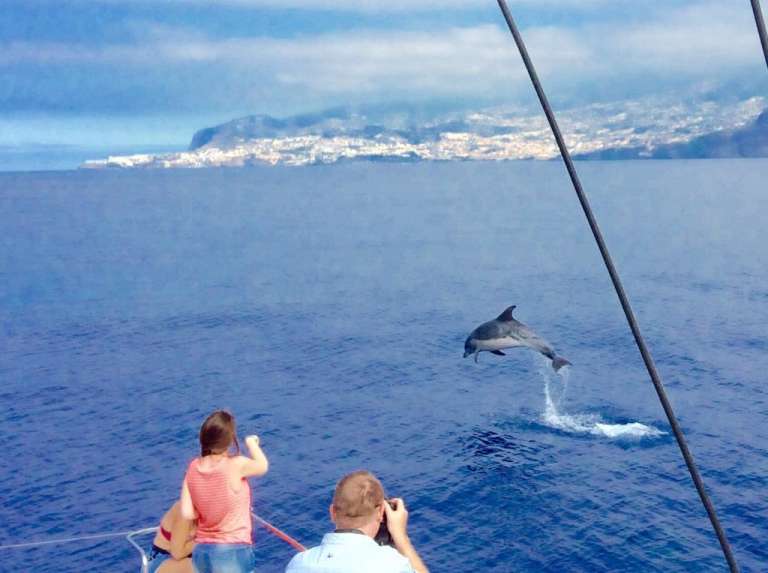 Madeira Island: 2,5-Hour Dolphin & Whale Watching On A Luxurious ...