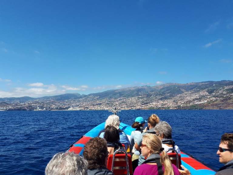 Madeira Island: Whale And Dolphin Watching Boat Tour In Funchal ...