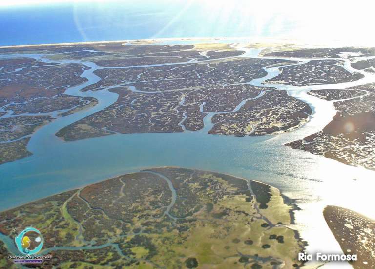 From Cabanas De Tavira: 2-Hour Bird Watching Boat Tour In Ria Formosa ...