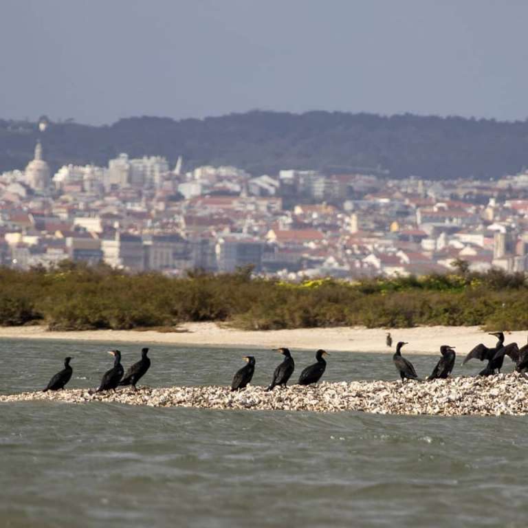 From Lisbon: Birdwatching Boat Tour In The Tagus Estuary | experitour.com