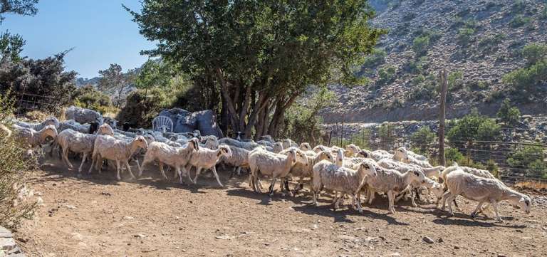 Chania: Jeep Tour Around Crete With Visit To A Shepherd's Hut ...