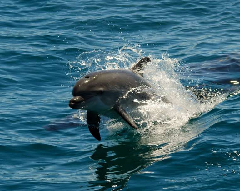 Dolphin Watching Catamaran Tour In Setúbal Bay | experitour.com