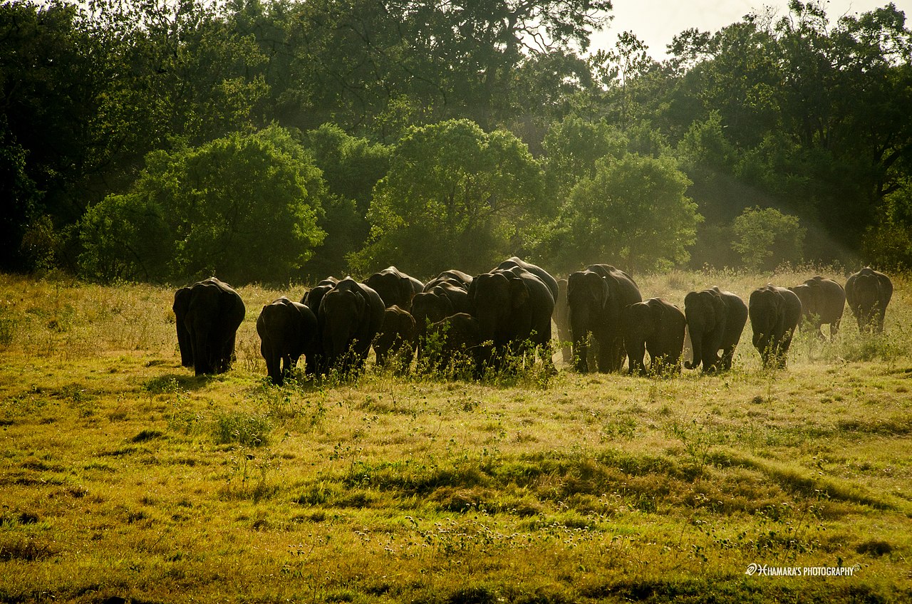 Minneriya National Park Top Tours and Tips | experitour.com