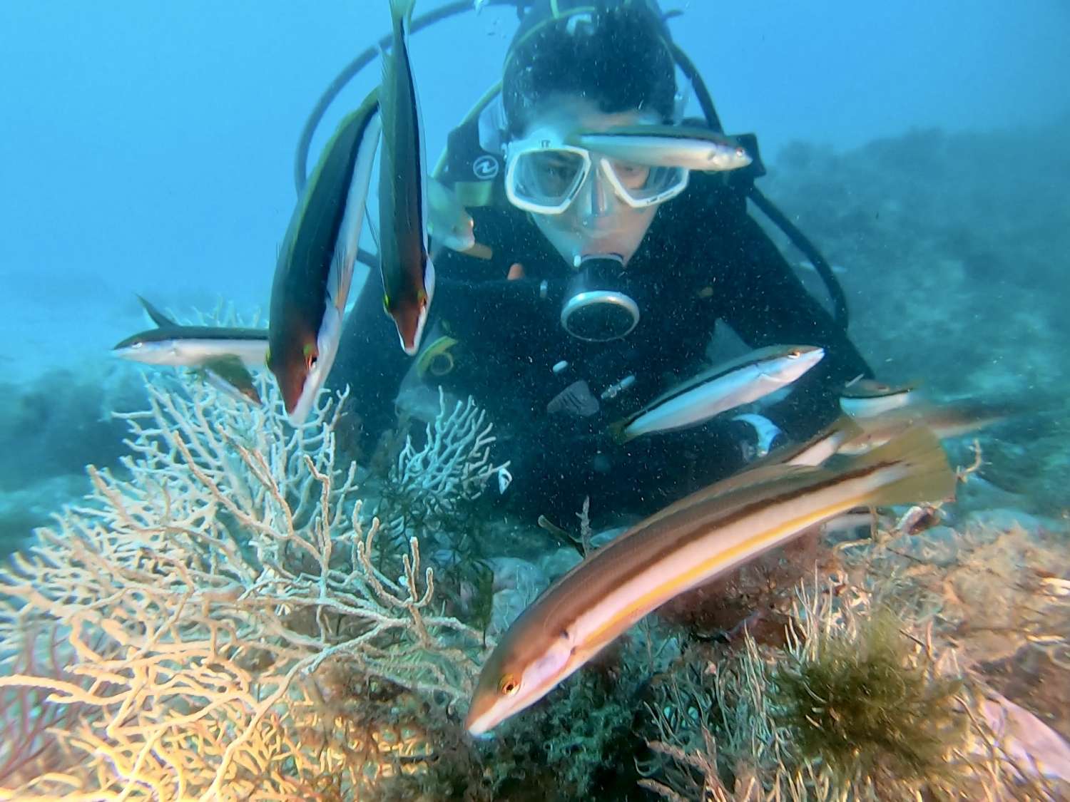 Scuba Diving Experience In The Marine Reserve | experitour.com